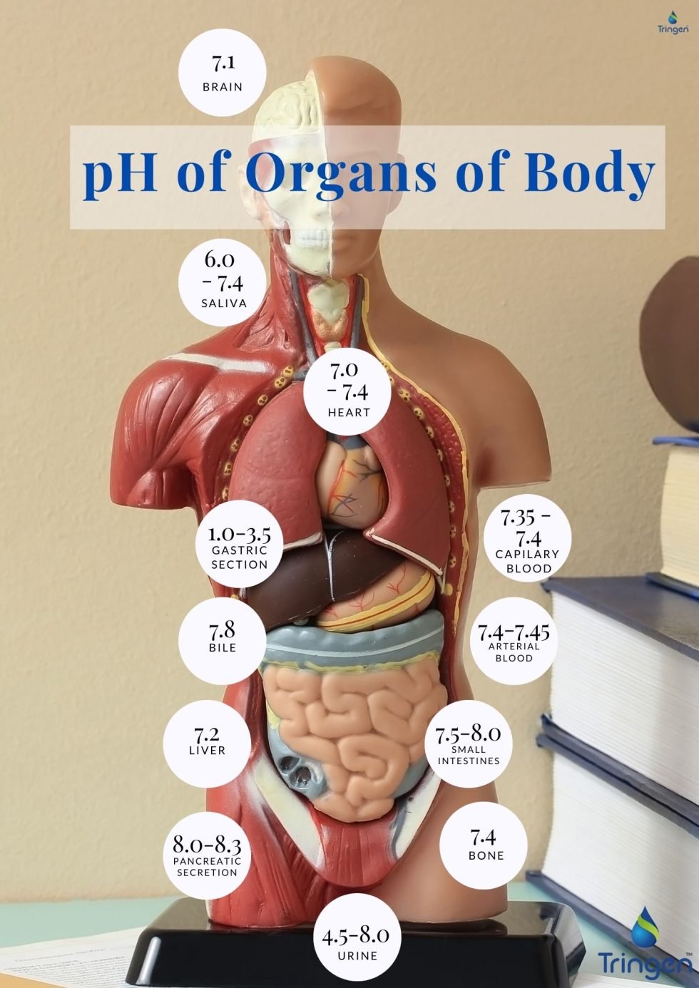 pH of Human Body Organs | Tringen India